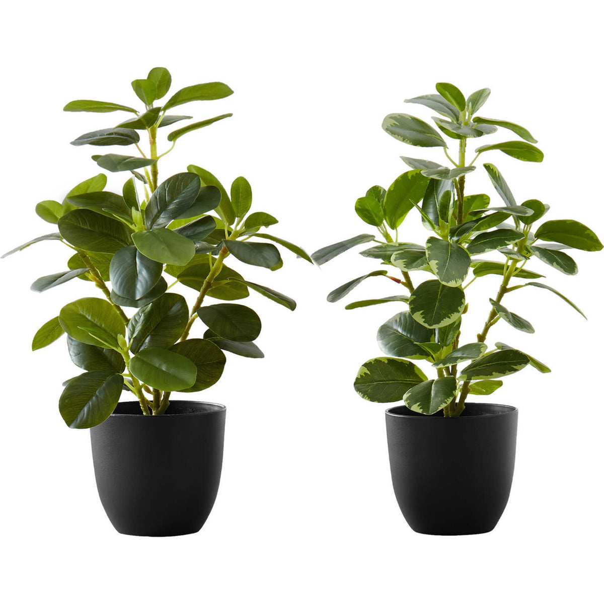Ficus Plant (Set of 2) | Espace Tendance