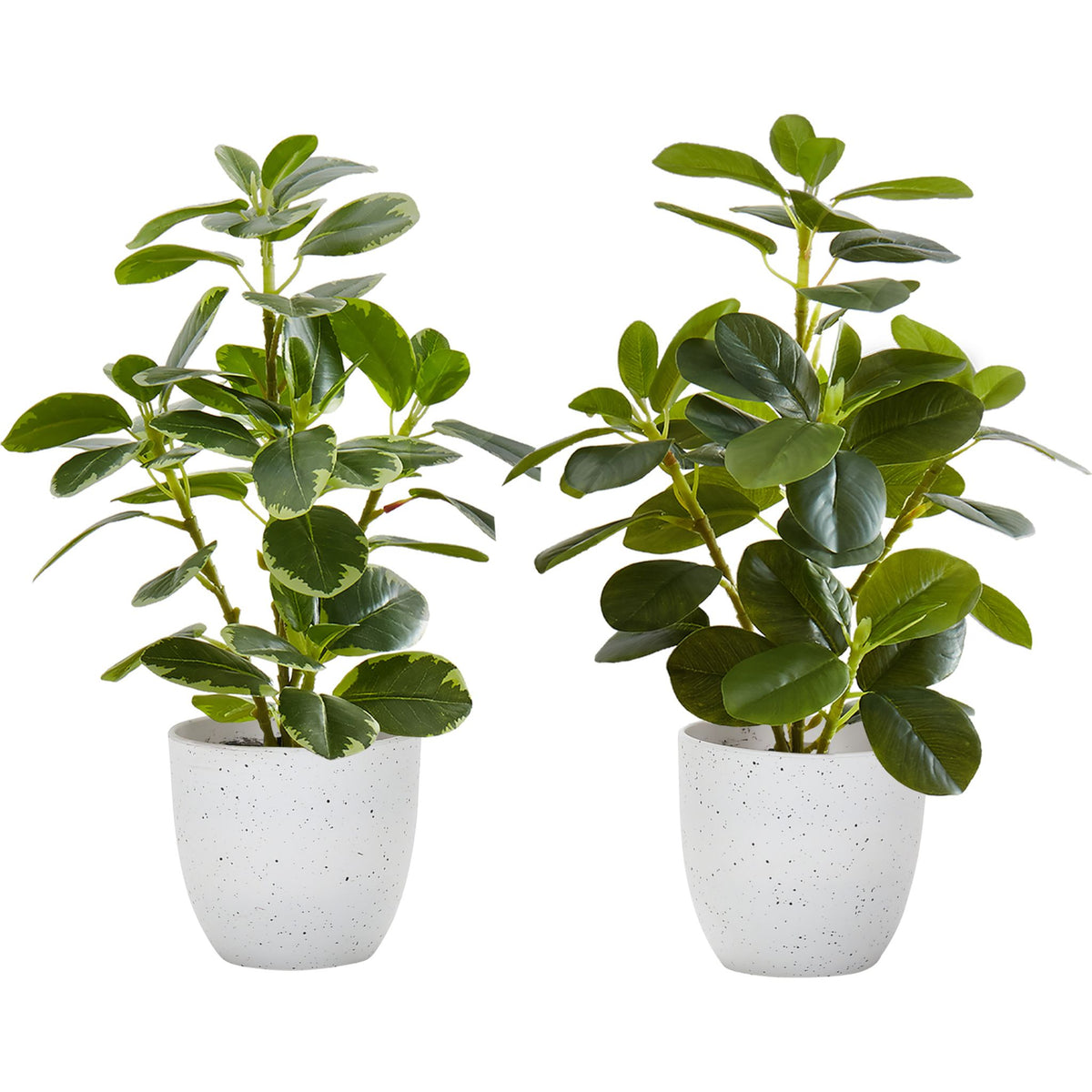 Ficus Plant (Set of 2)| Espace Tendance