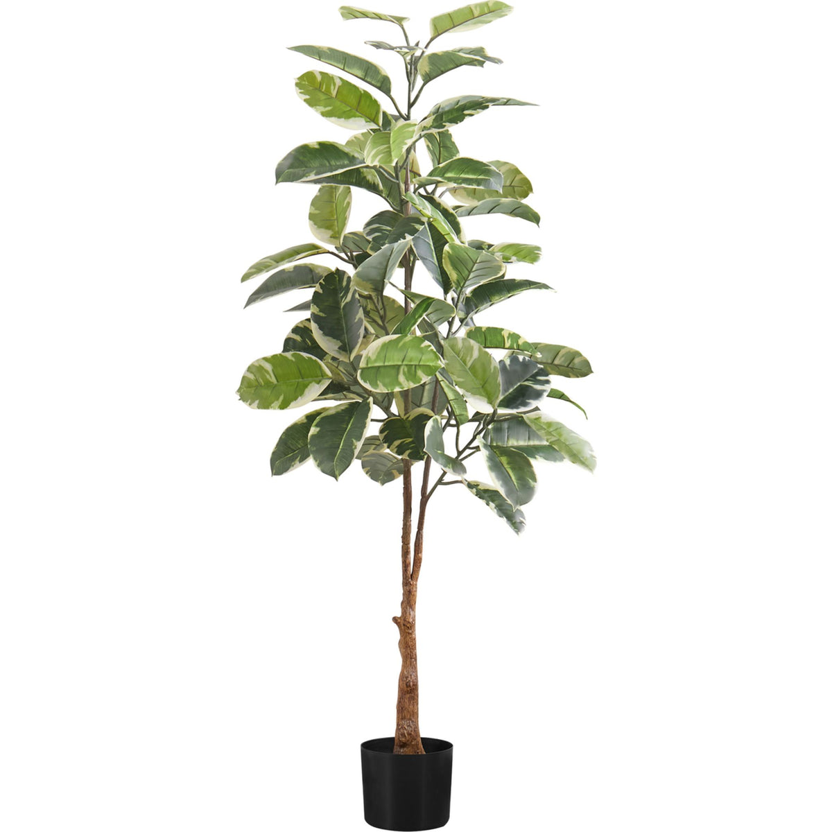 Rubber Tree| Espace Tendance