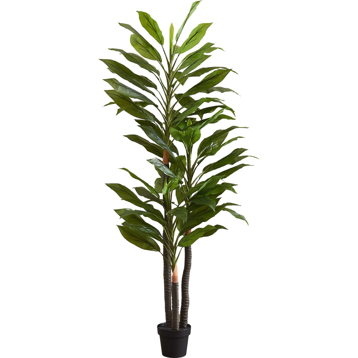 Dracaena Tree| Espace Tendance